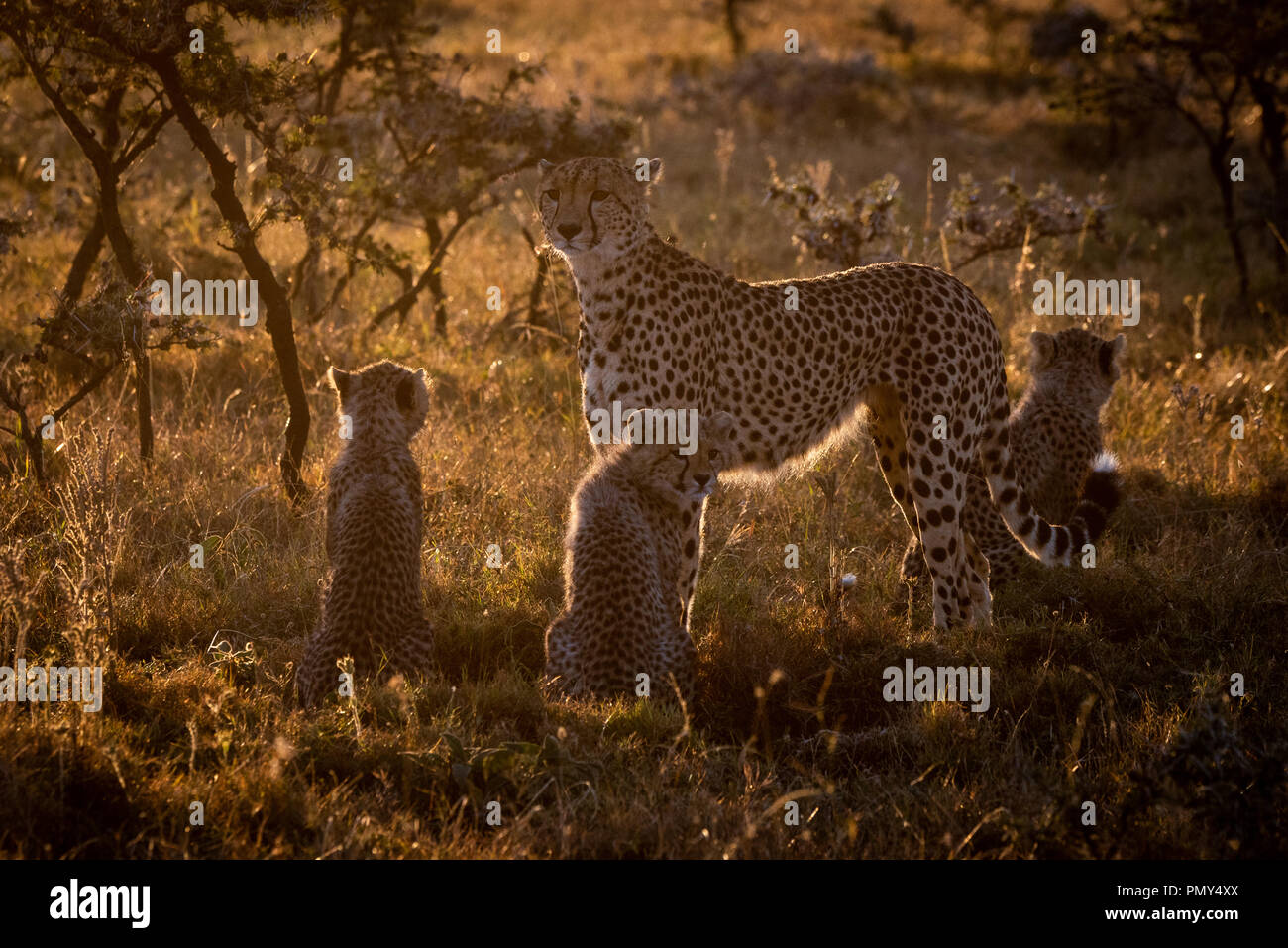 Backlit cheetah guarding three cubs at sunset Stock Photo - Alamy