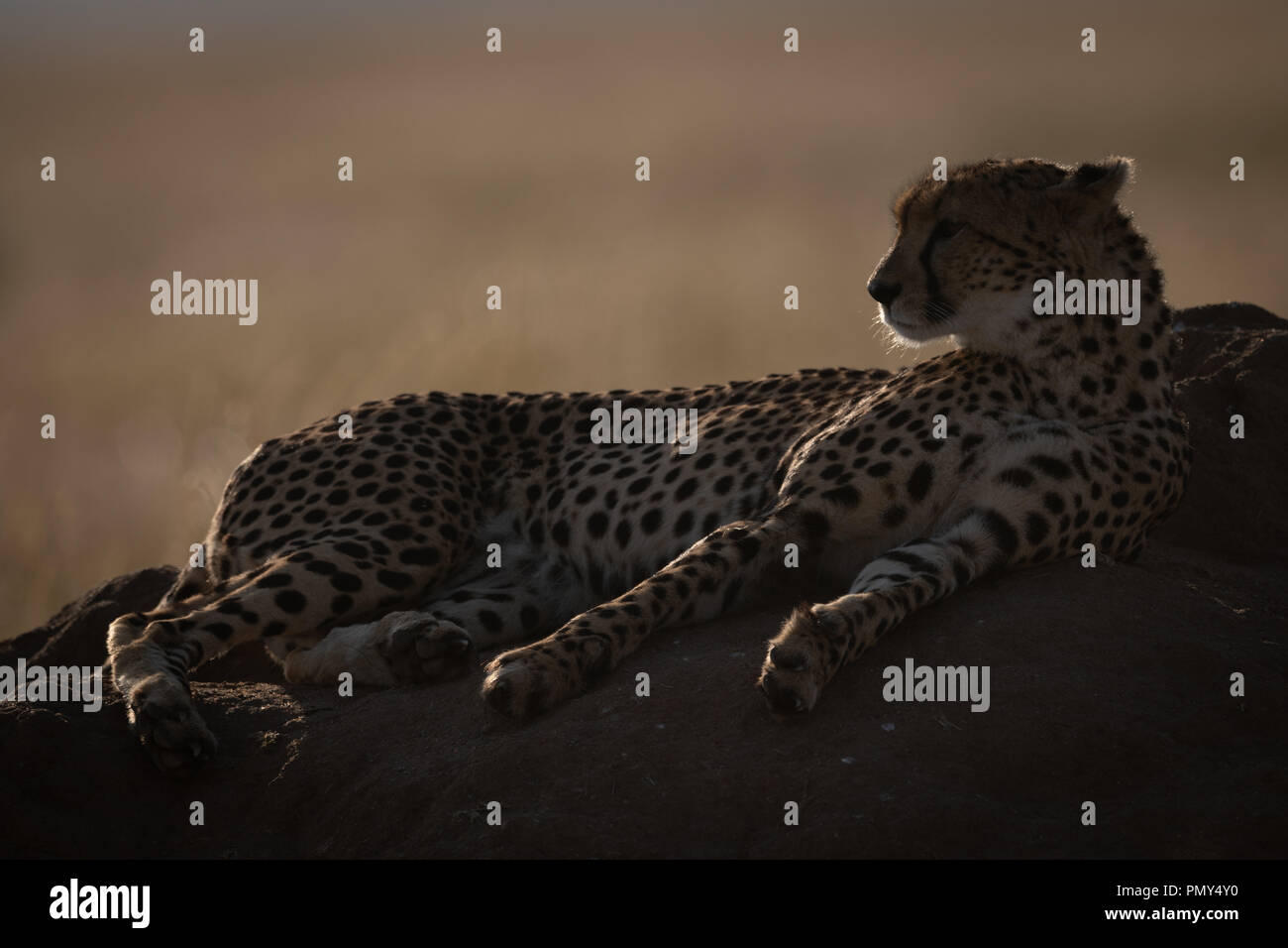 Backlit cheetah lying on mound looking left Stock Photo - Alamy
