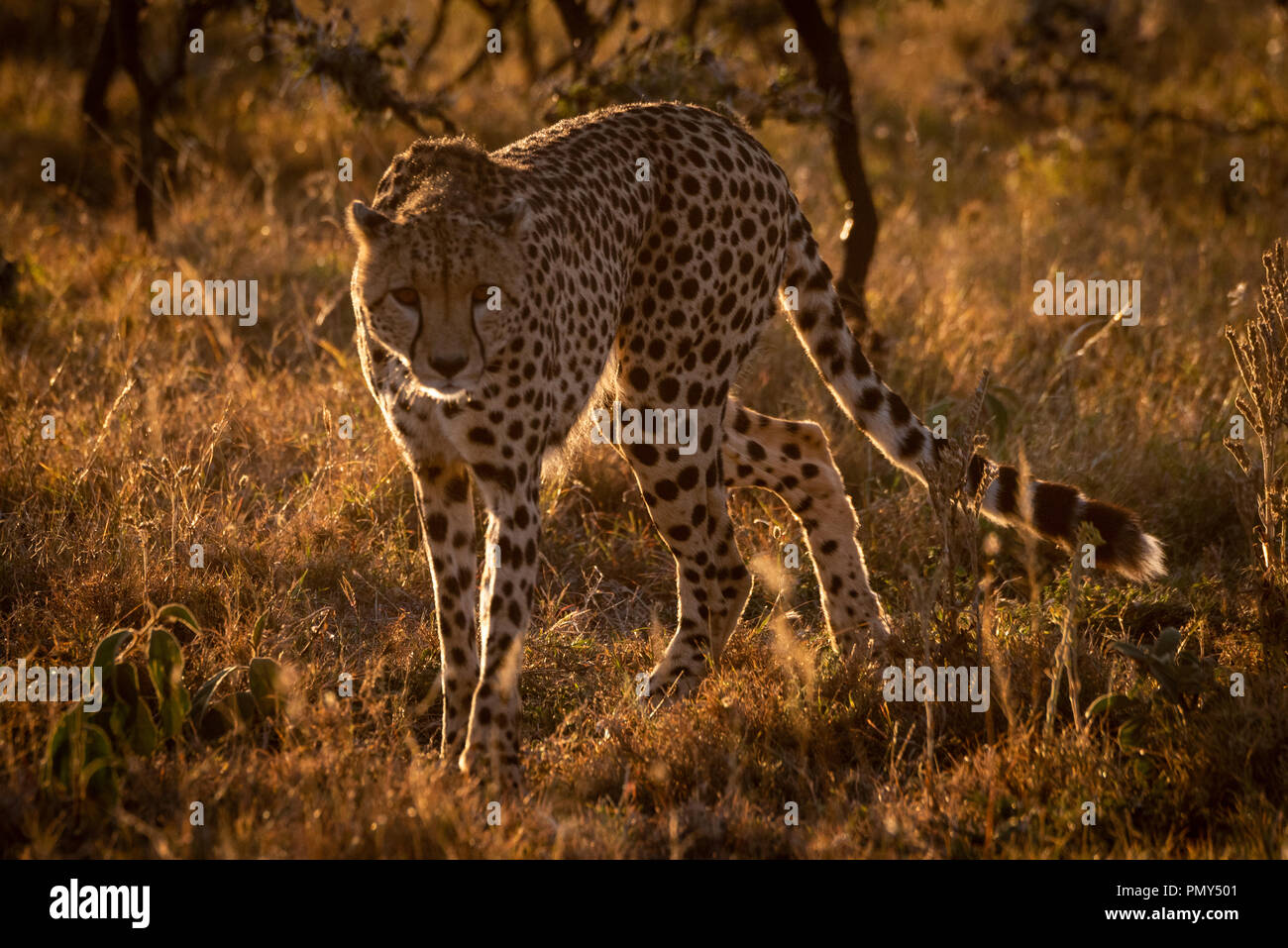 Turning towards camera hi-res stock photography and images - Alamy