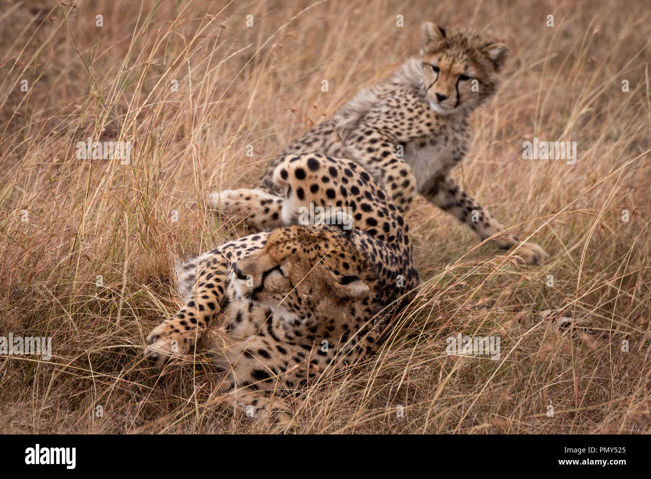 Cheetah and cub in grass play fighting Stock Photo - Alamy