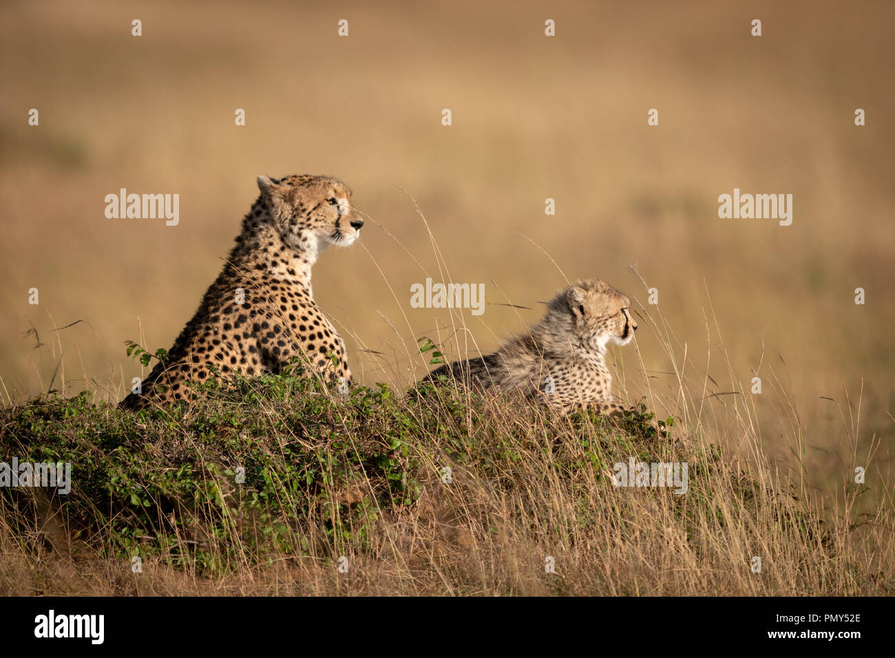 Cheetah and cub lie on grassy mound Stock Photo - Alamy