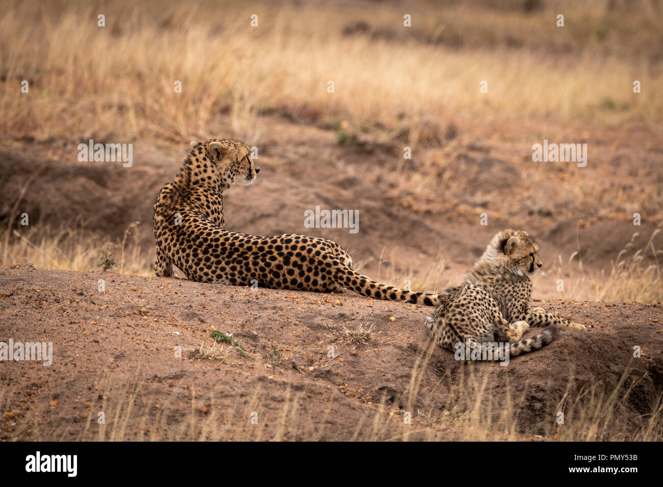 Cheetah and cub lying on earth mound Stock Photo - Alamy