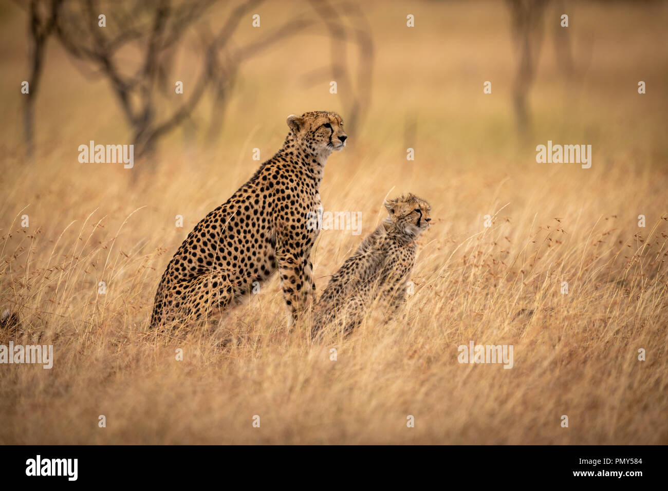 Cheetah and cub sit in long grass Stock Photo - Alamy