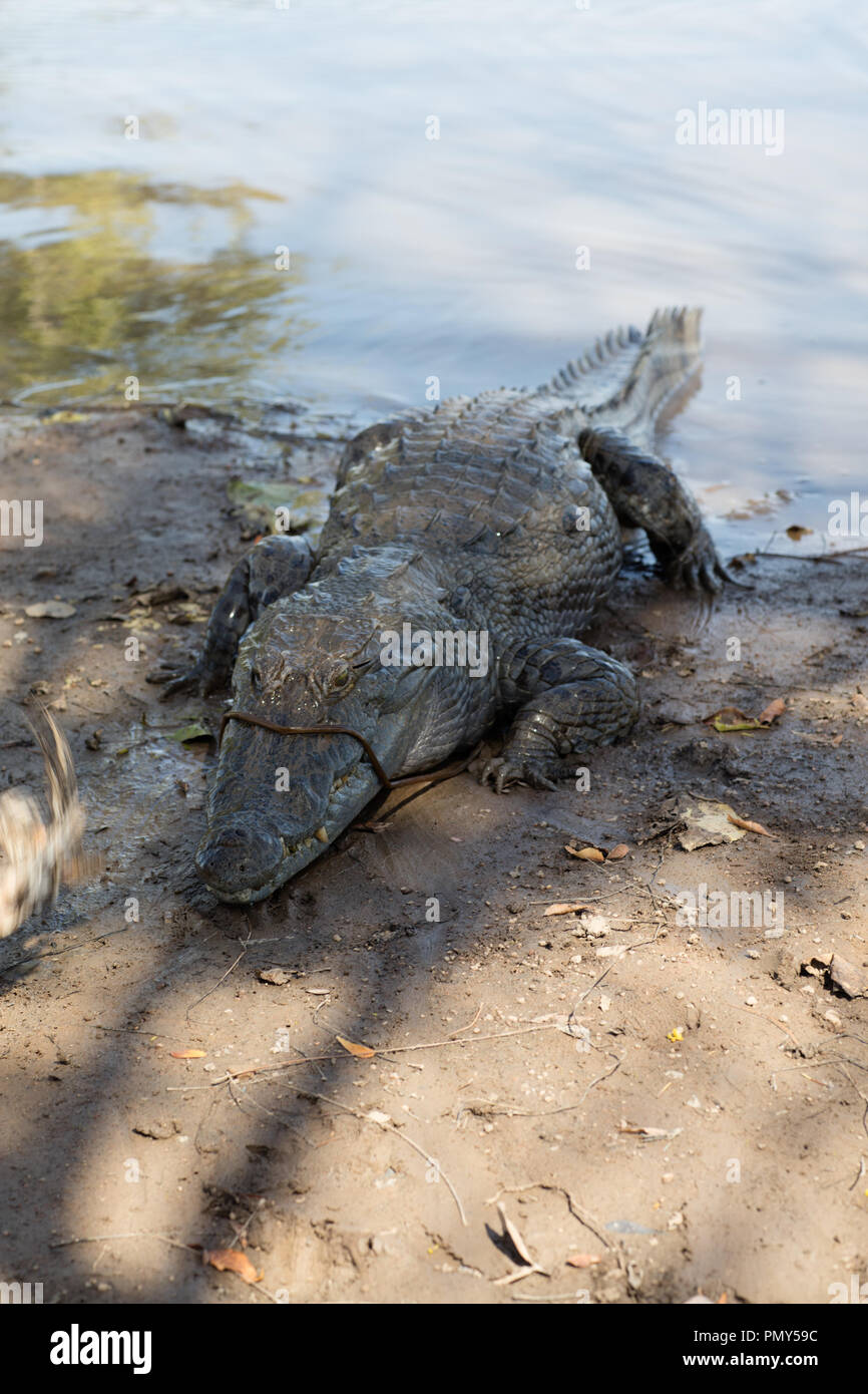 Sacred crocodile in Sabou, Burkina Faso, Africa Stock Photo - Alamy