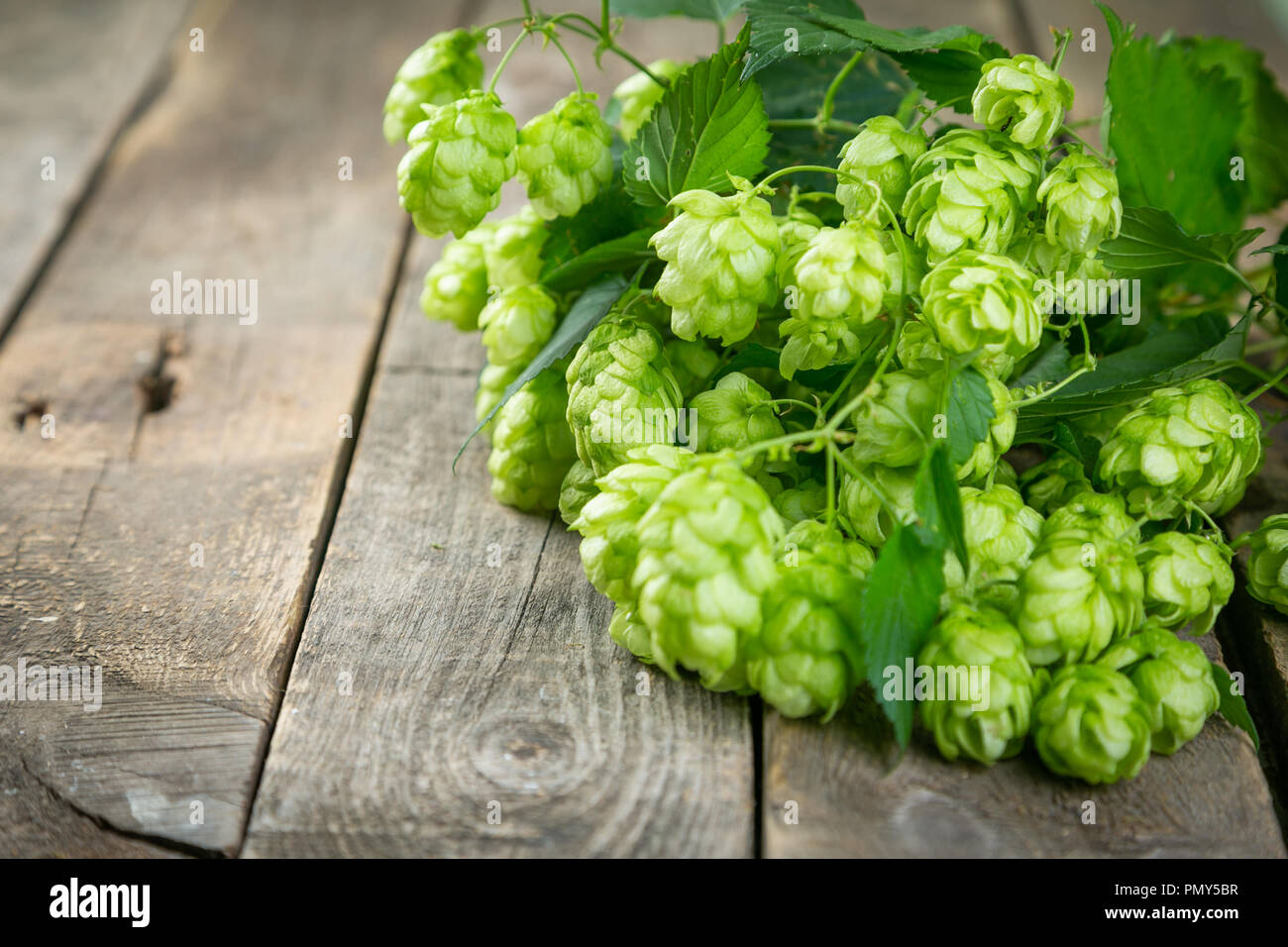 Branches of hops on wood background, copy space Stock Photo - Alamy