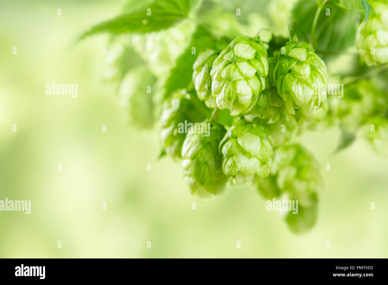 Branches of hops on blur green background, farm, beer ingredients Stock ...
