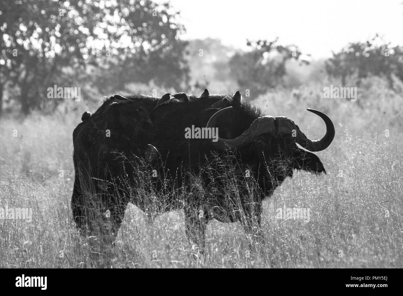 Buffalo and cleaning bird, game reserve,Botswana Stock Photo - Alamy