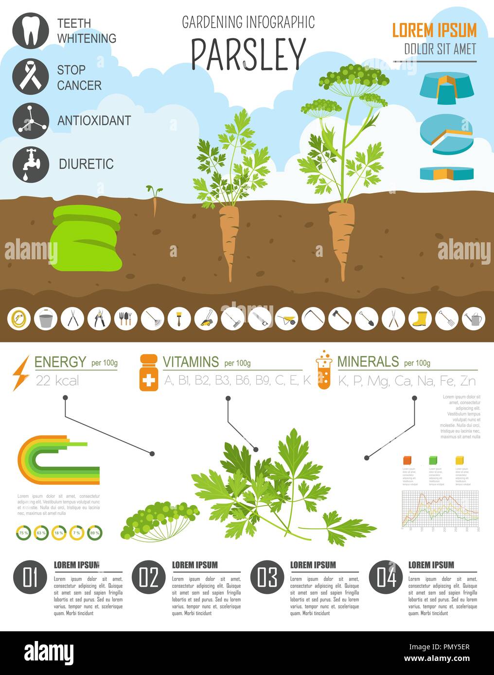 Gardening work, farming infographic. Parsley. Graphic template. Flat ...