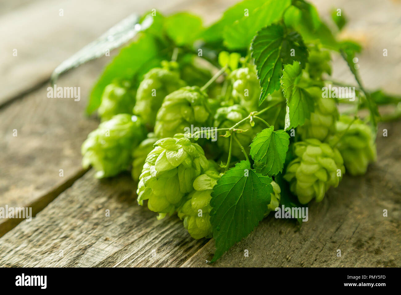 Branches of hops on wood background, copy space Stock Photo - Alamy
