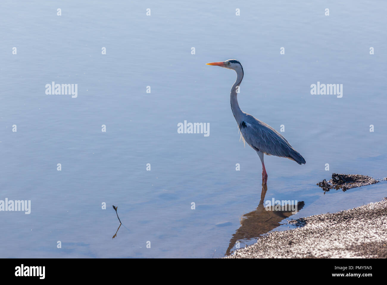 Bird grey heron hunting fish alongside river bank shallow waters a ...