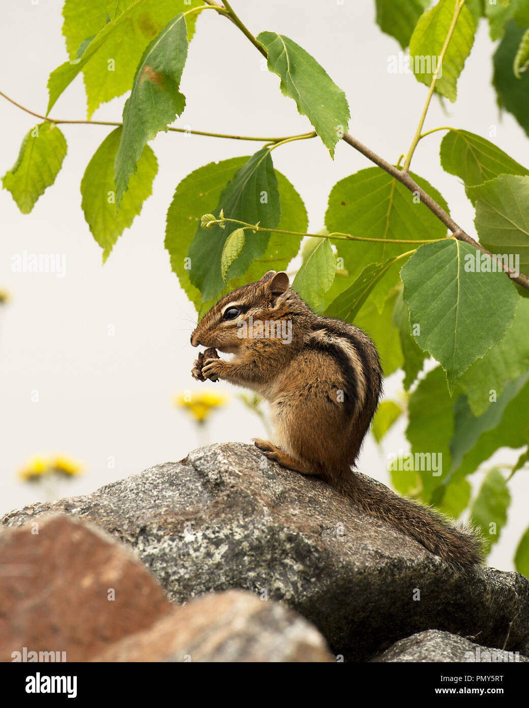 Chipmunk animal eating on a rock with foliage background displaying ...