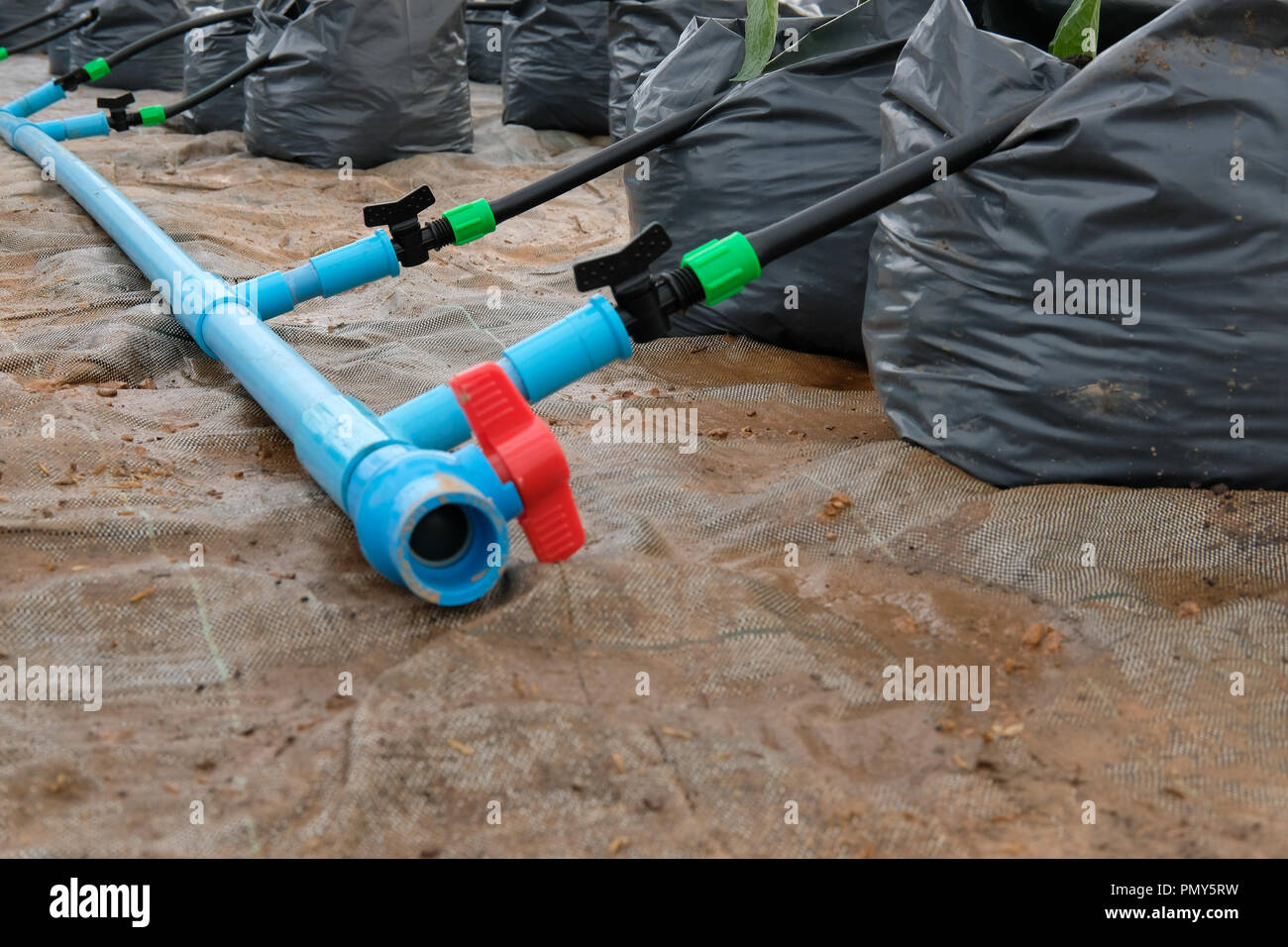 drip water irrigation system with plant growing in greenhouse nursery ...
