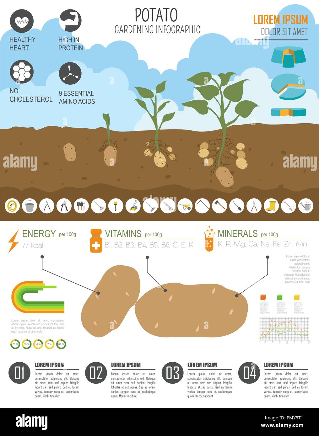 Gardening work, farming infographic. Potato. Graphic template. Flat ...