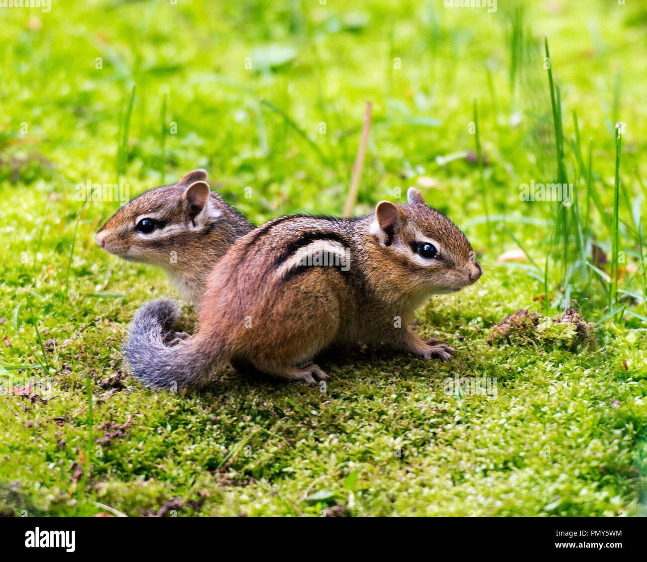 Chipmunk hole hi-res stock photography and images - Alamy