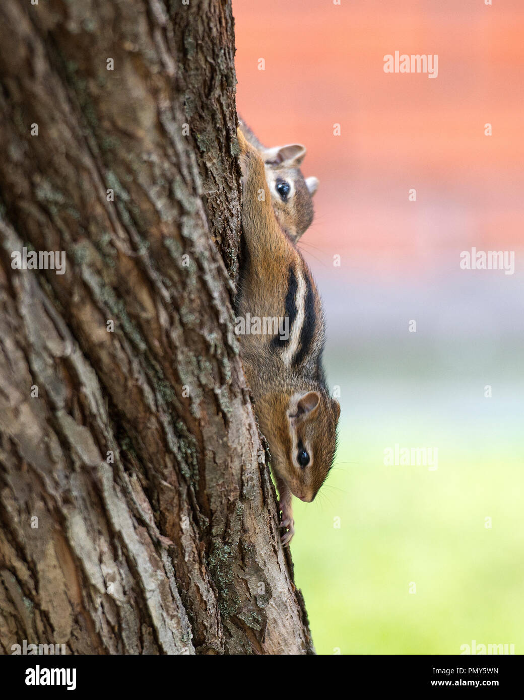 Chipmunks on a tree and enjoying their environment Stock Photo - Alamy