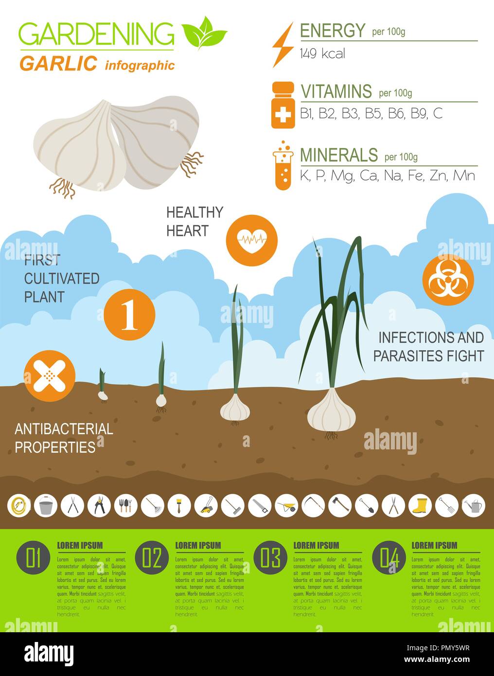 Gardening work, farming infographic. Garlic. Graphic template. Flat ...