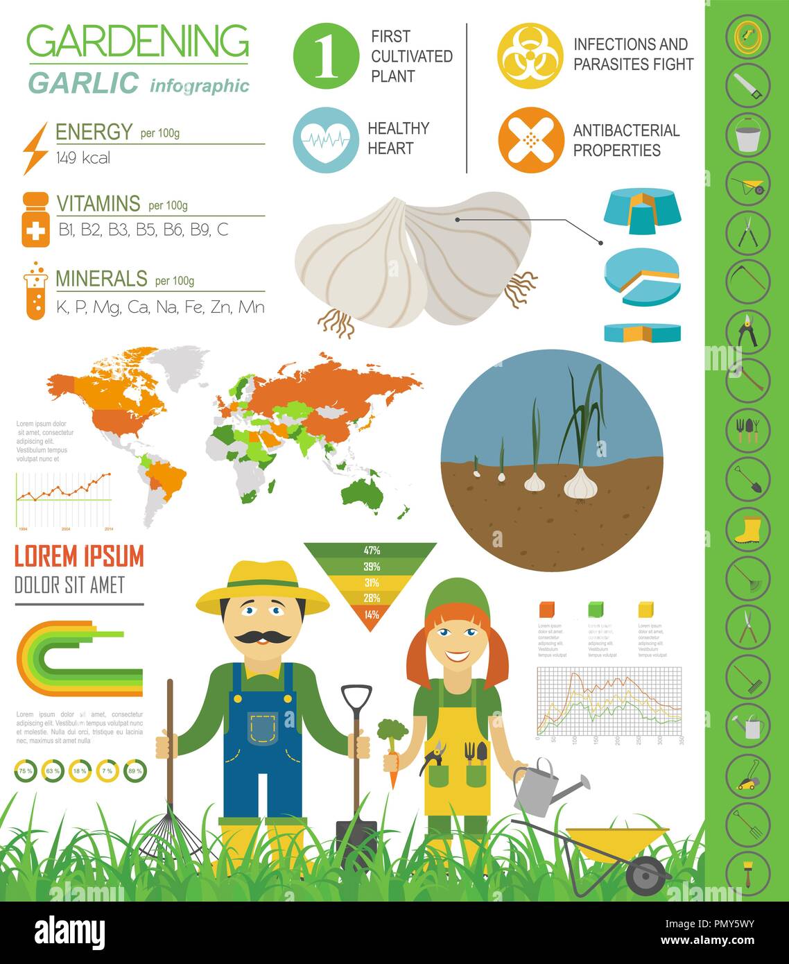 Gardening work infographic. Garlic. Graphic template. Vector ...