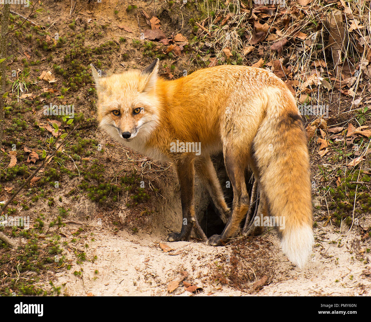 Red Fox enjoying its surrounding Stock Photo - Alamy