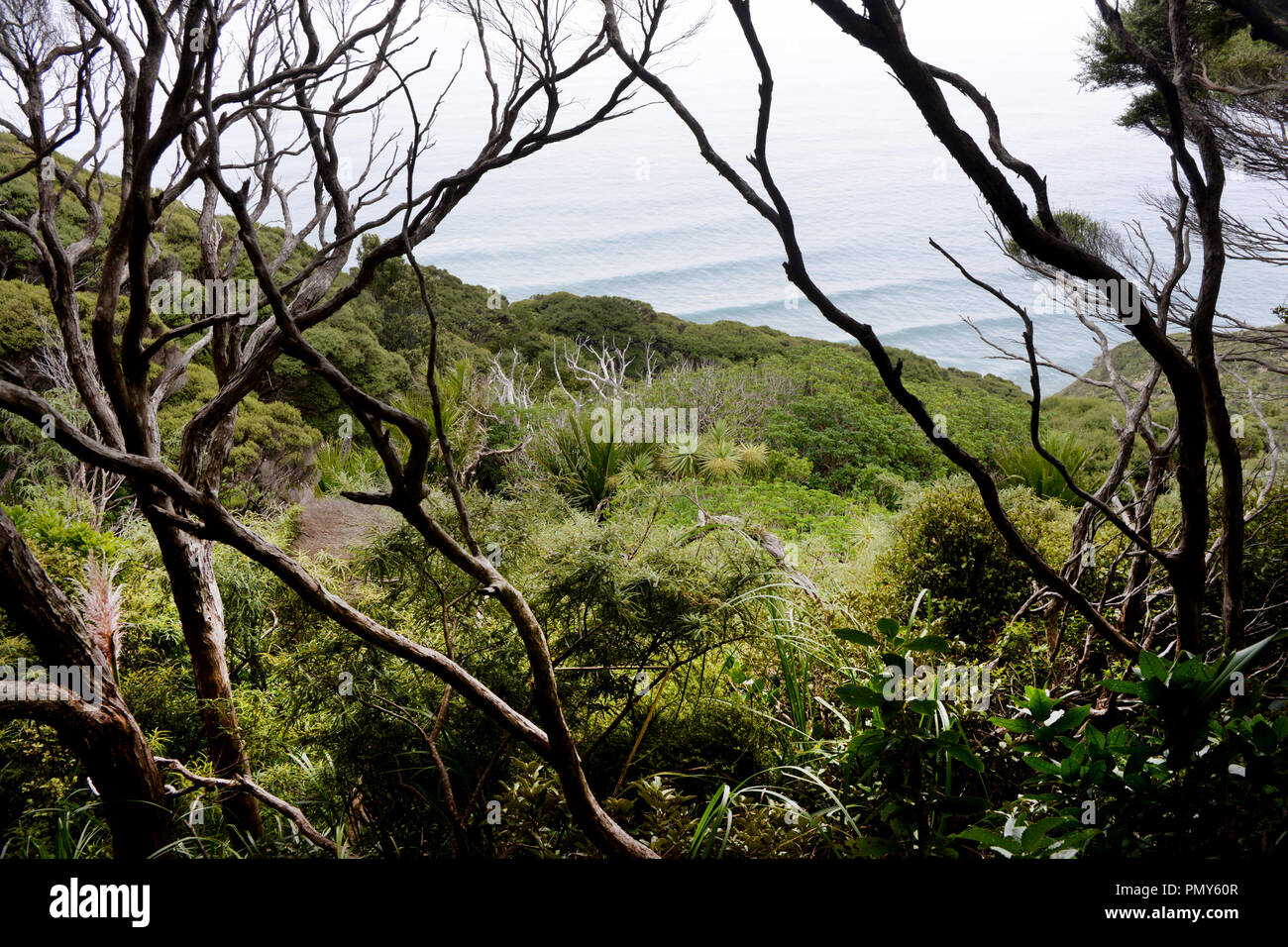 Hillary trail new zealand hi-res stock photography and images - Alamy