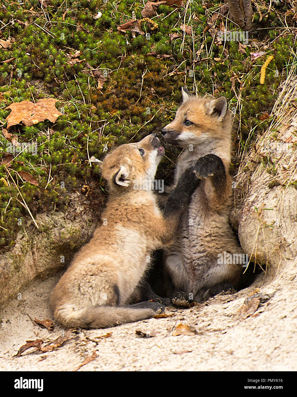 Baby fox at the entrance of the den hole hi-res stock photography and ...