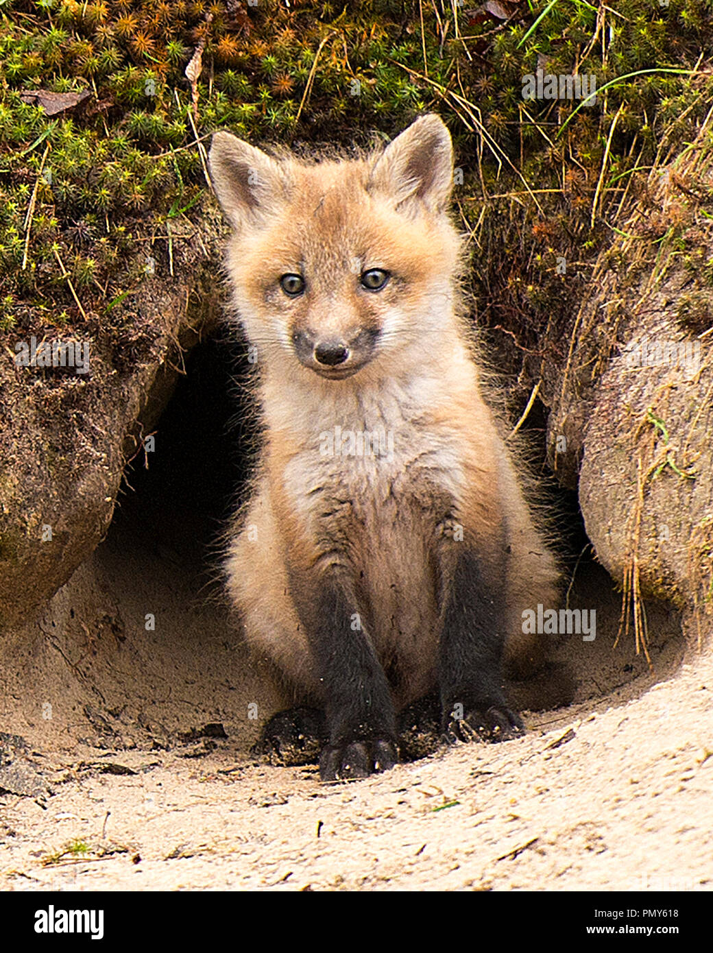 Red Fox kit at the entrance of its den enjoying its surrounding Stock ...