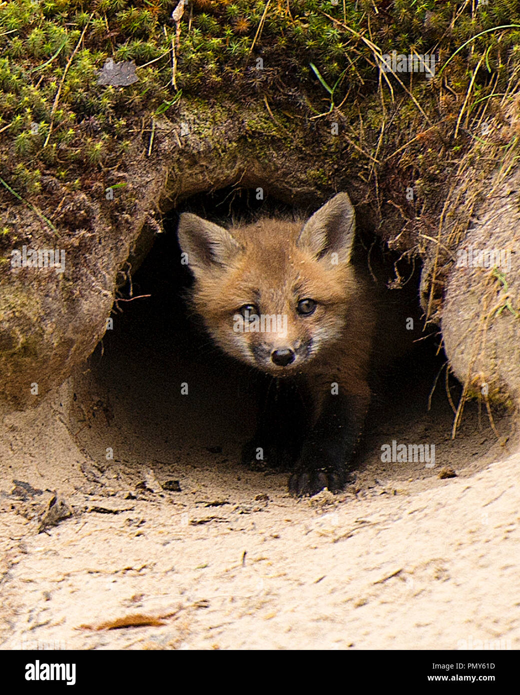 Red Fox kit at the entrance of its den enjoying its surrounding Stock ...