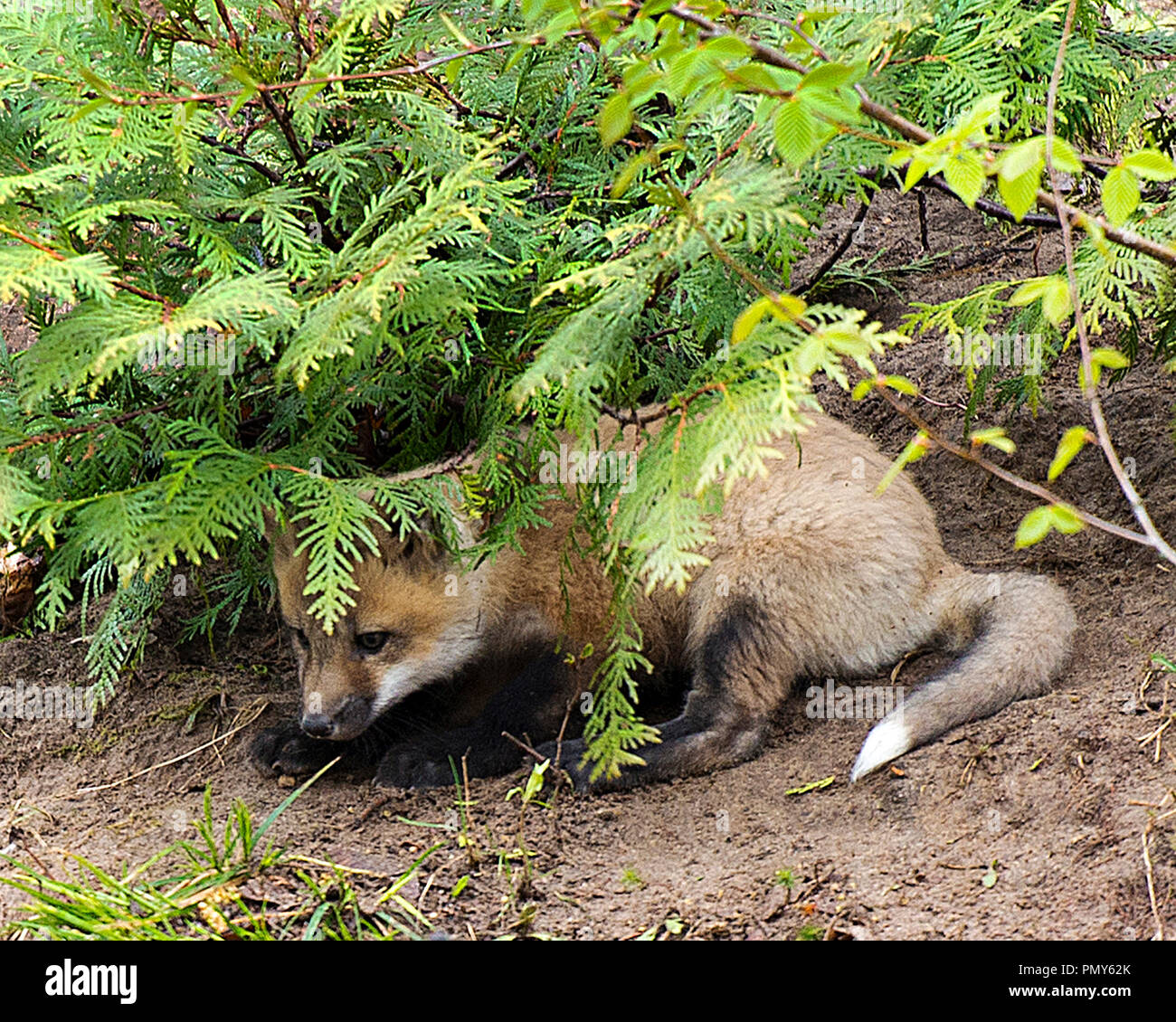 Red Fox kit hiding under tree branches enjoying its surrounding Stock ...