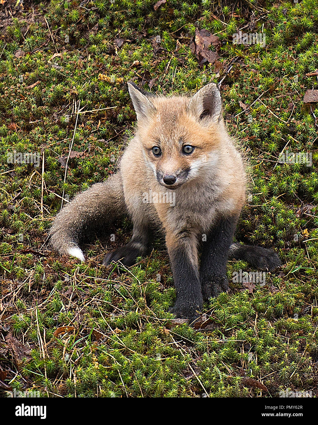 Red Fox baby on moss enjoying its surrounding Stock Photo - Alamy