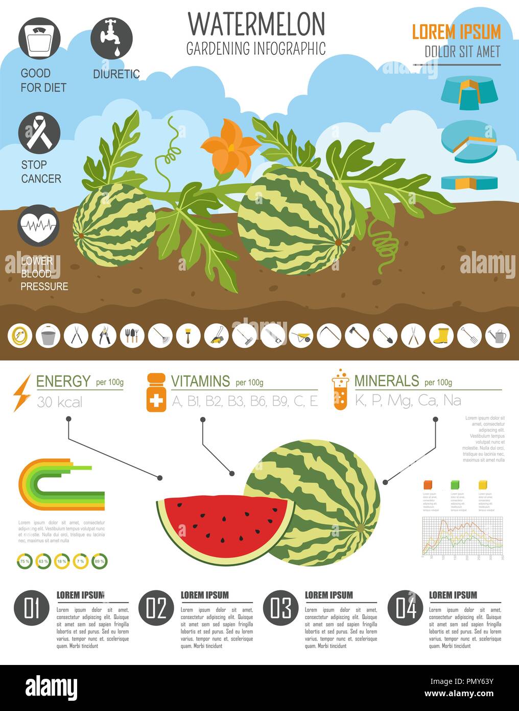 Gardening work, farming infographic. Watermelon. Graphic template. Flat ...