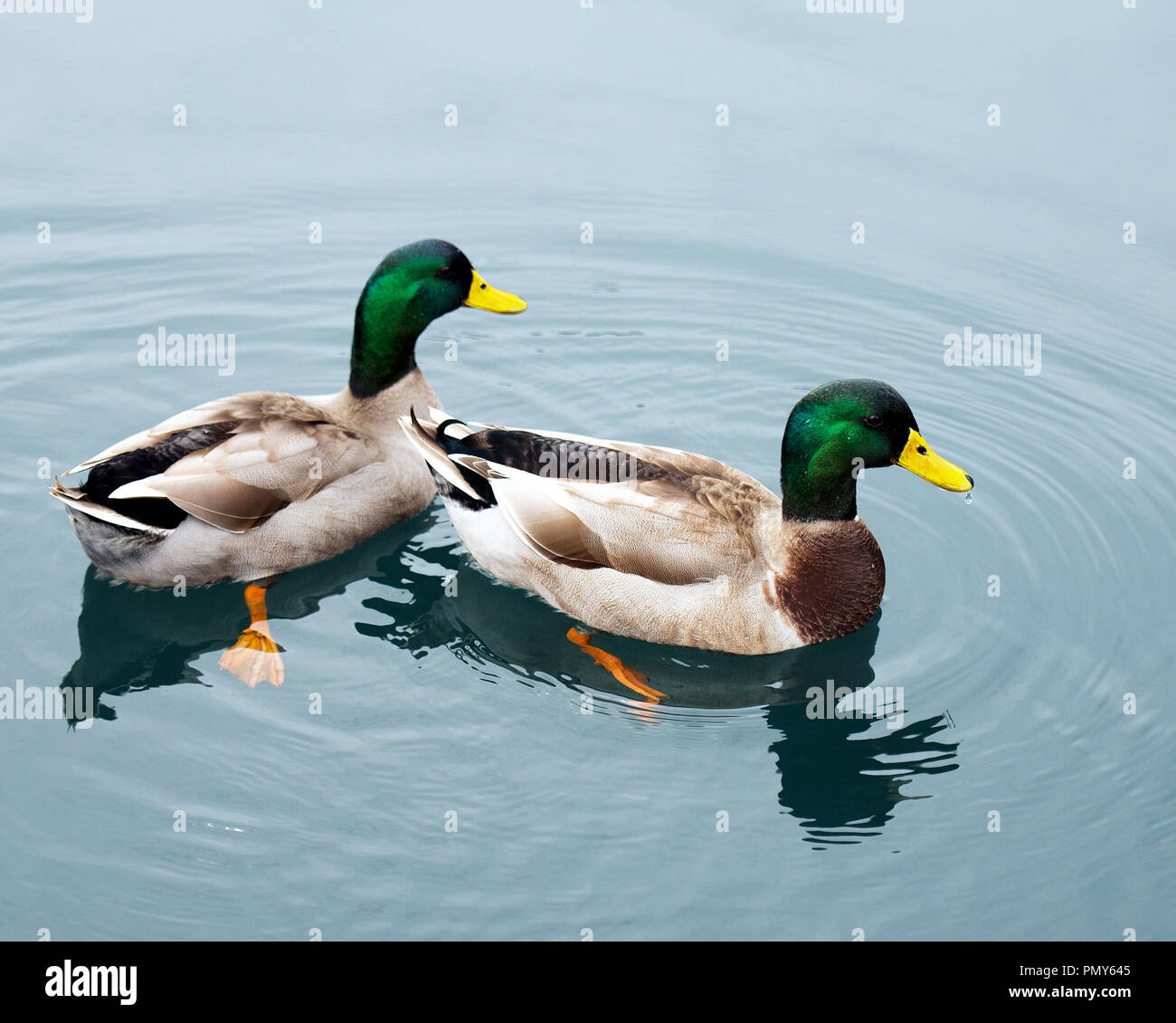 Duck profile photo hi-res stock photography and images - Alamy