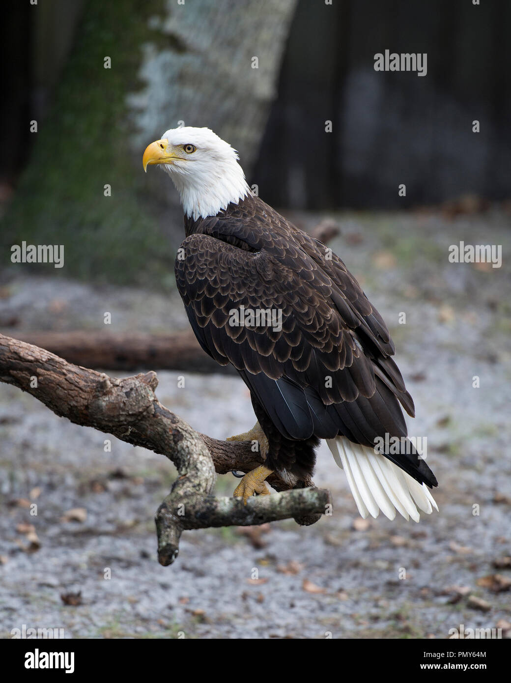 Eagle on the branch hi-res stock photography and images - Alamy