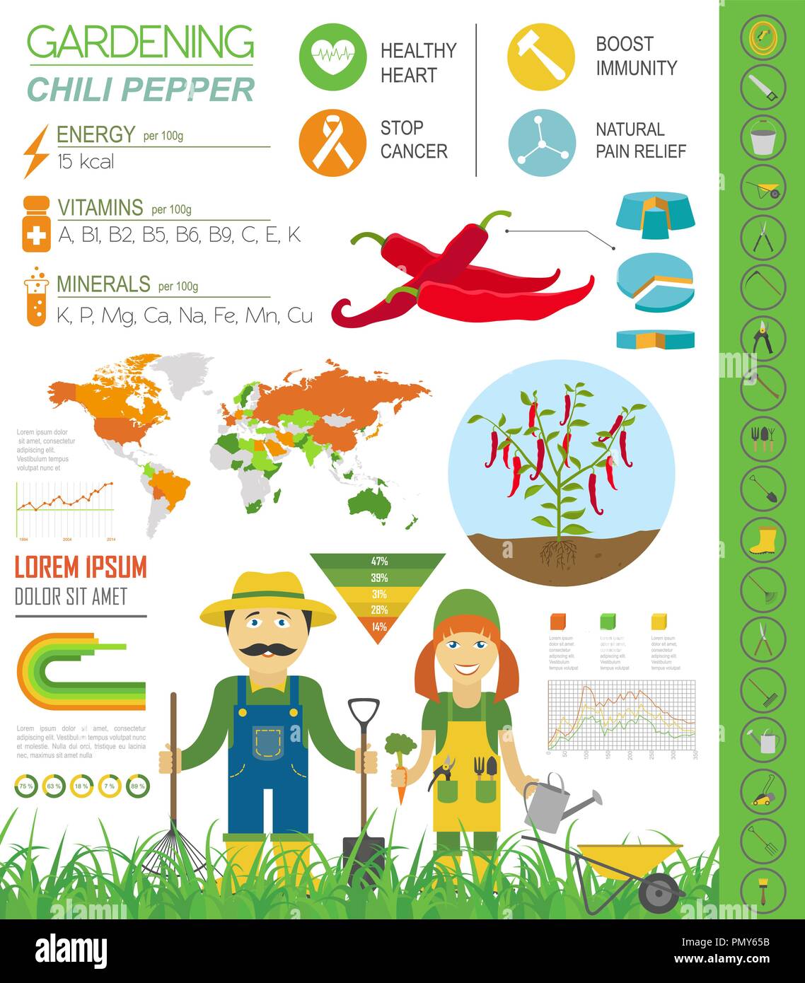 Gardening work, farming infographic.Chili pepper. Graphic template ...