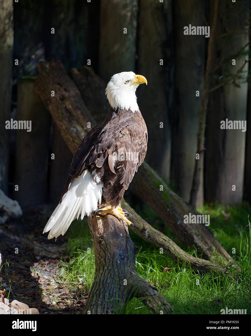 Bald Eagle in his environment Stock Photo - Alamy