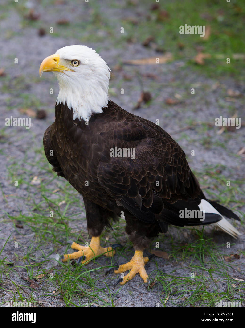 Bald Eagle in his environment Stock Photo - Alamy