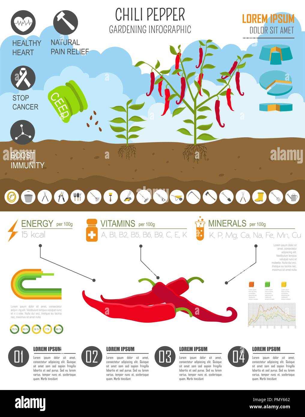 Gardening work, farming infographic.Chili pepper. Graphic template ...