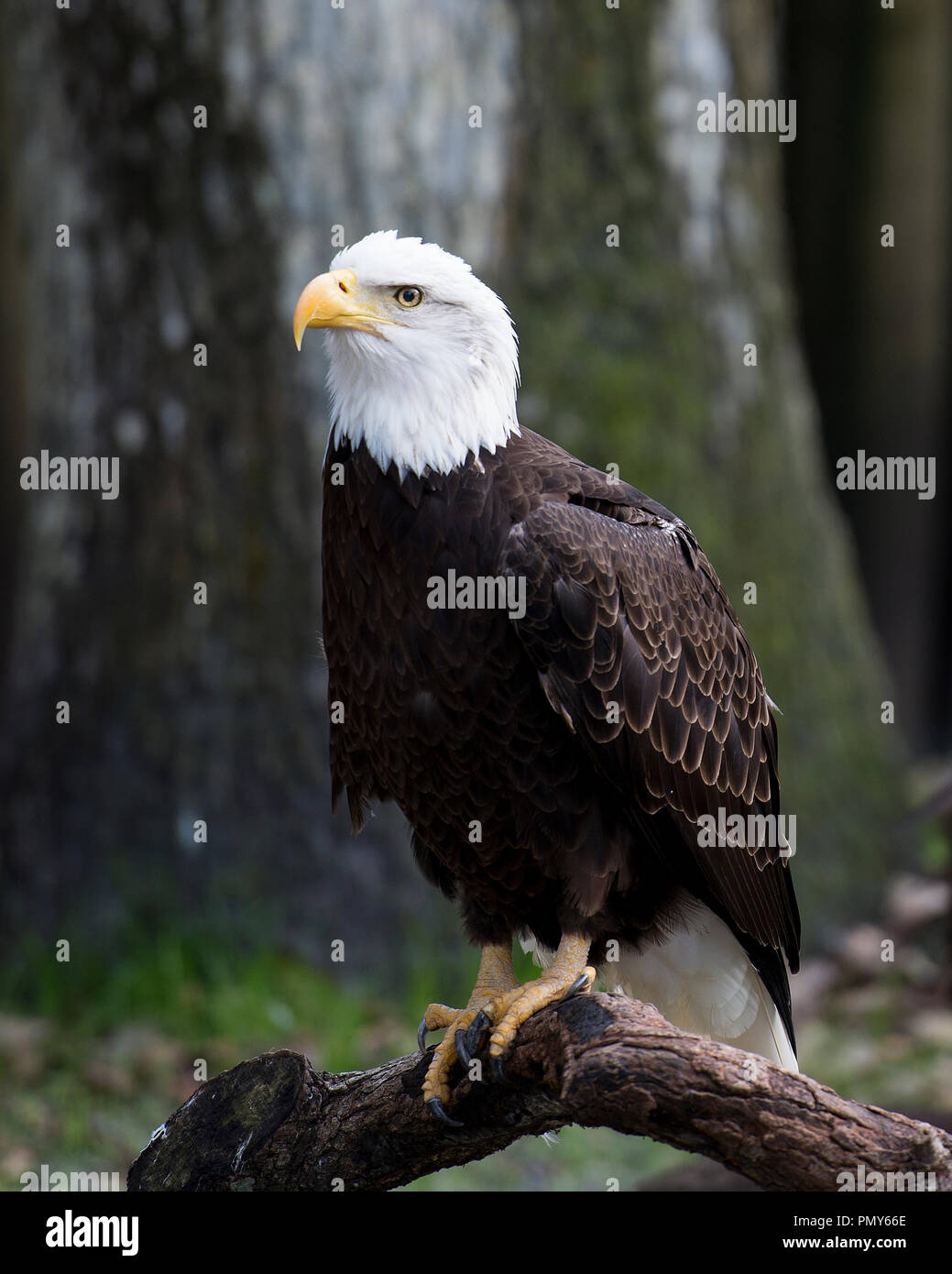 Arts photography calendar photos hi-res stock photography and images ...