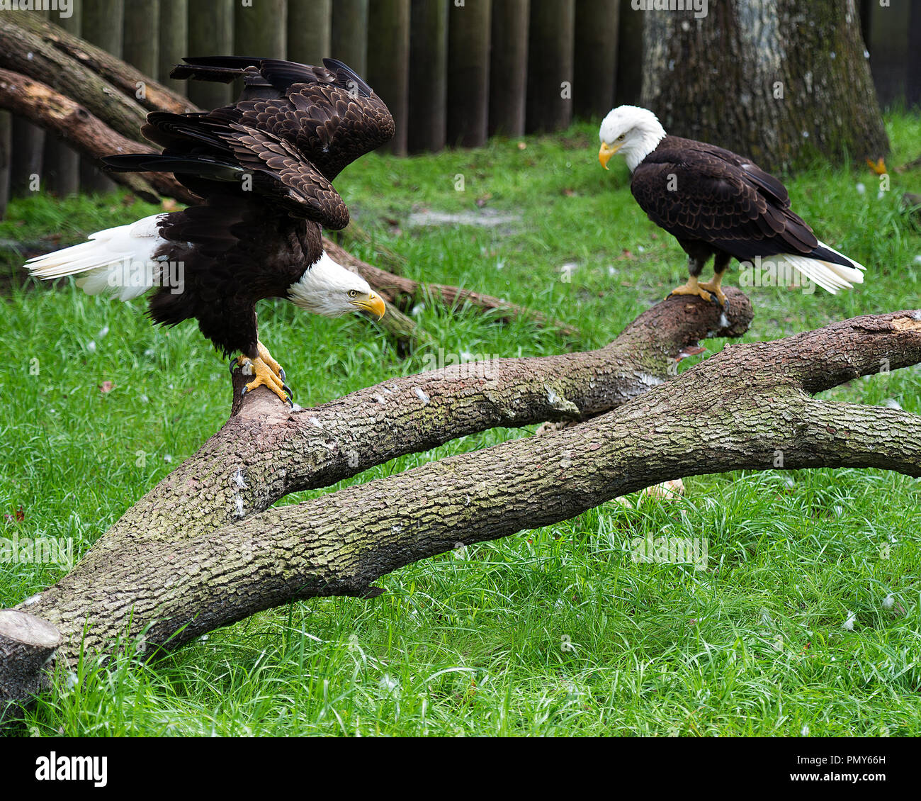 Bald Eagles in their environment Stock Photo - Alamy