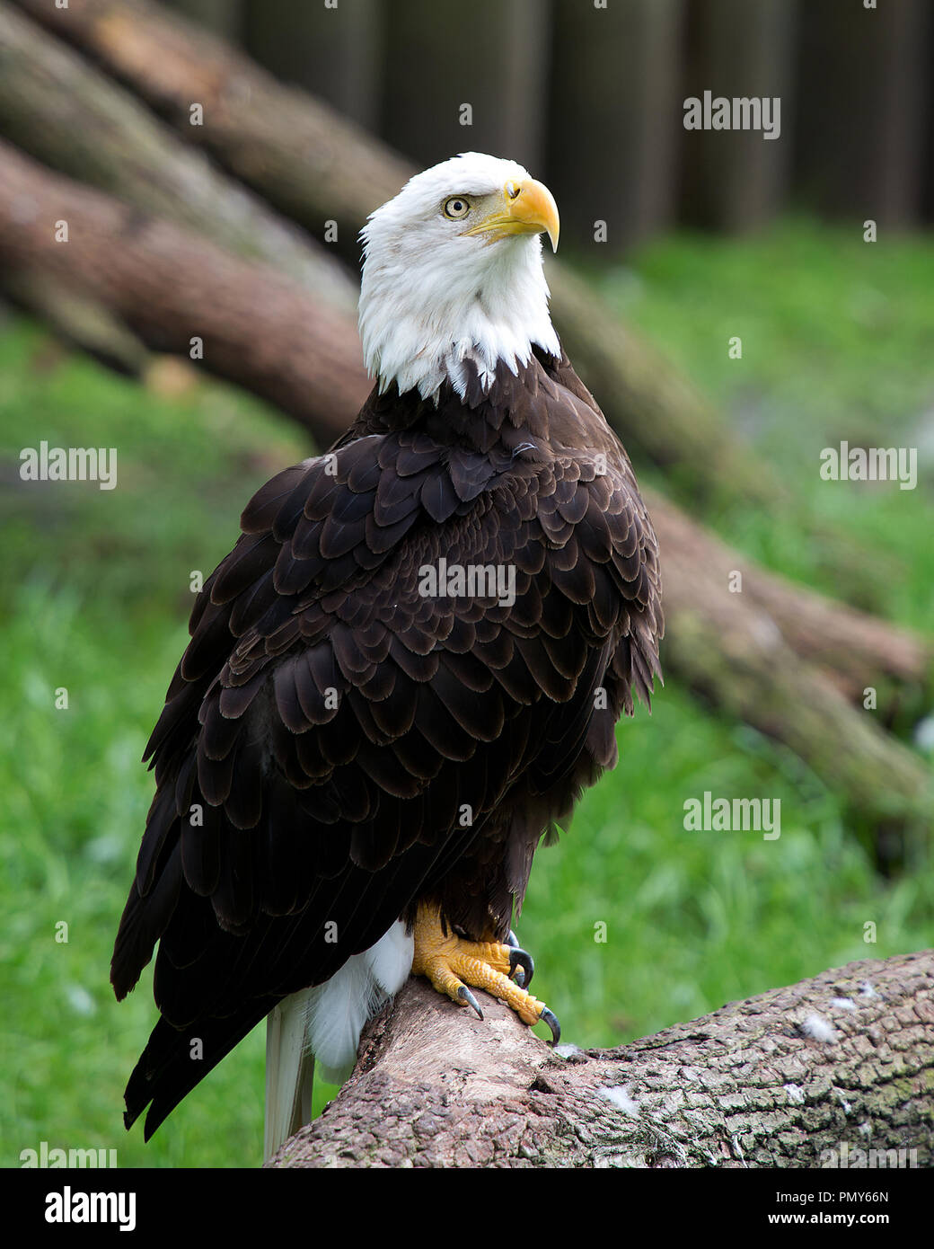 Bald Eagle in its environment Stock Photo - Alamy