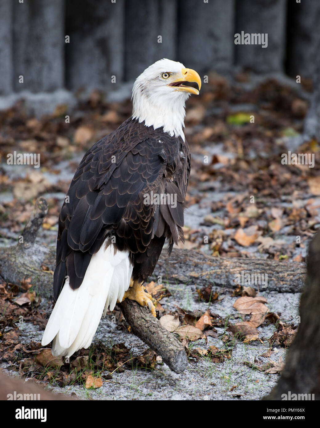Bald Eagle in its environment Stock Photo - Alamy