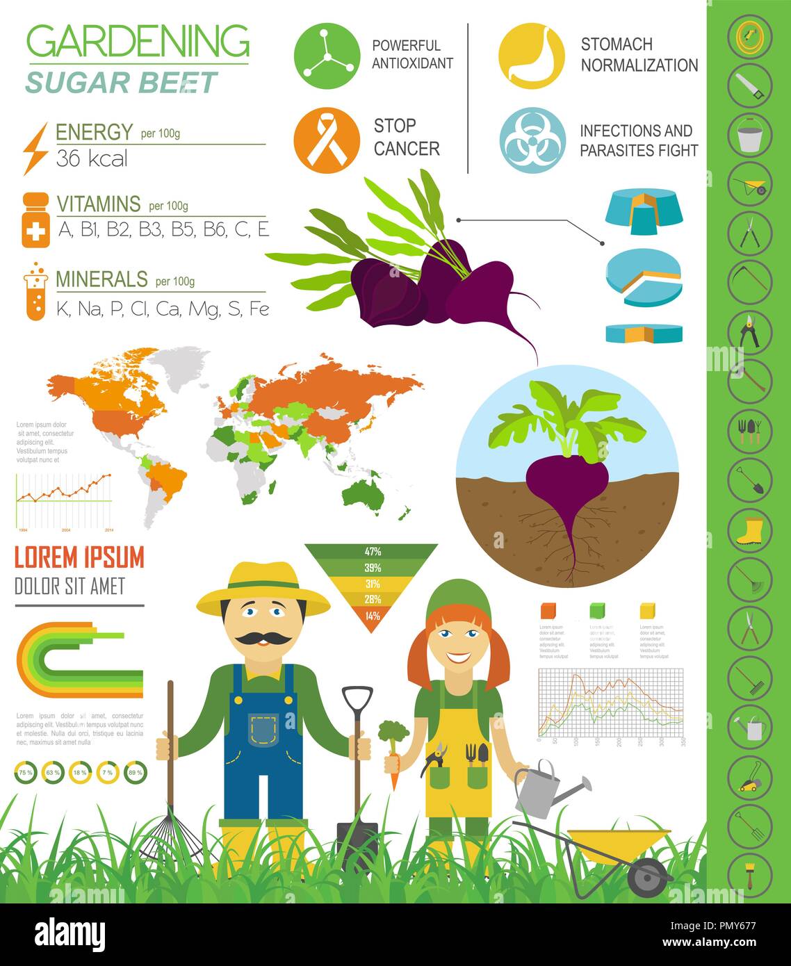 Sugarbeet illustration Stock Vector Images - Alamy