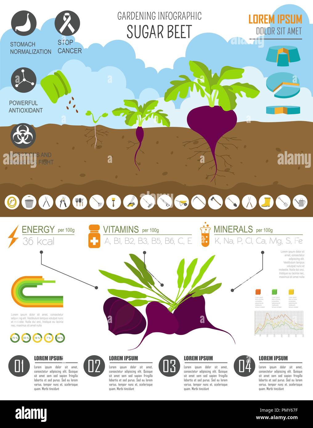 Gardening work, farming infographic. Sugarbeet. Graphic template. Flat style design. Vector ...