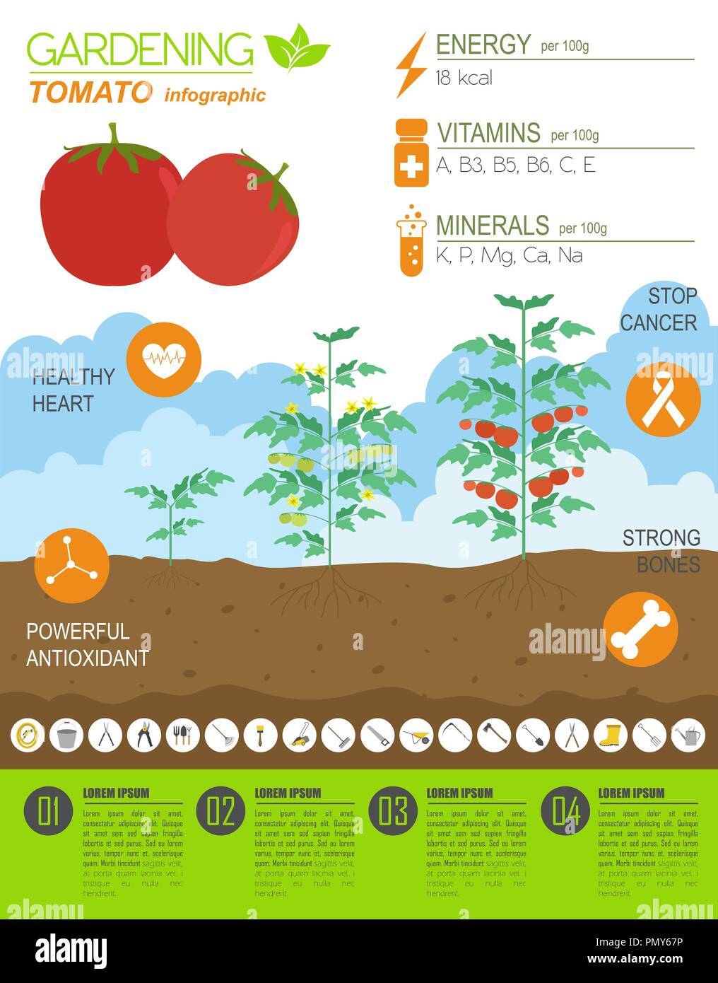 Gardening work, farming infographic. Tomato. Graphic template. Flat ...