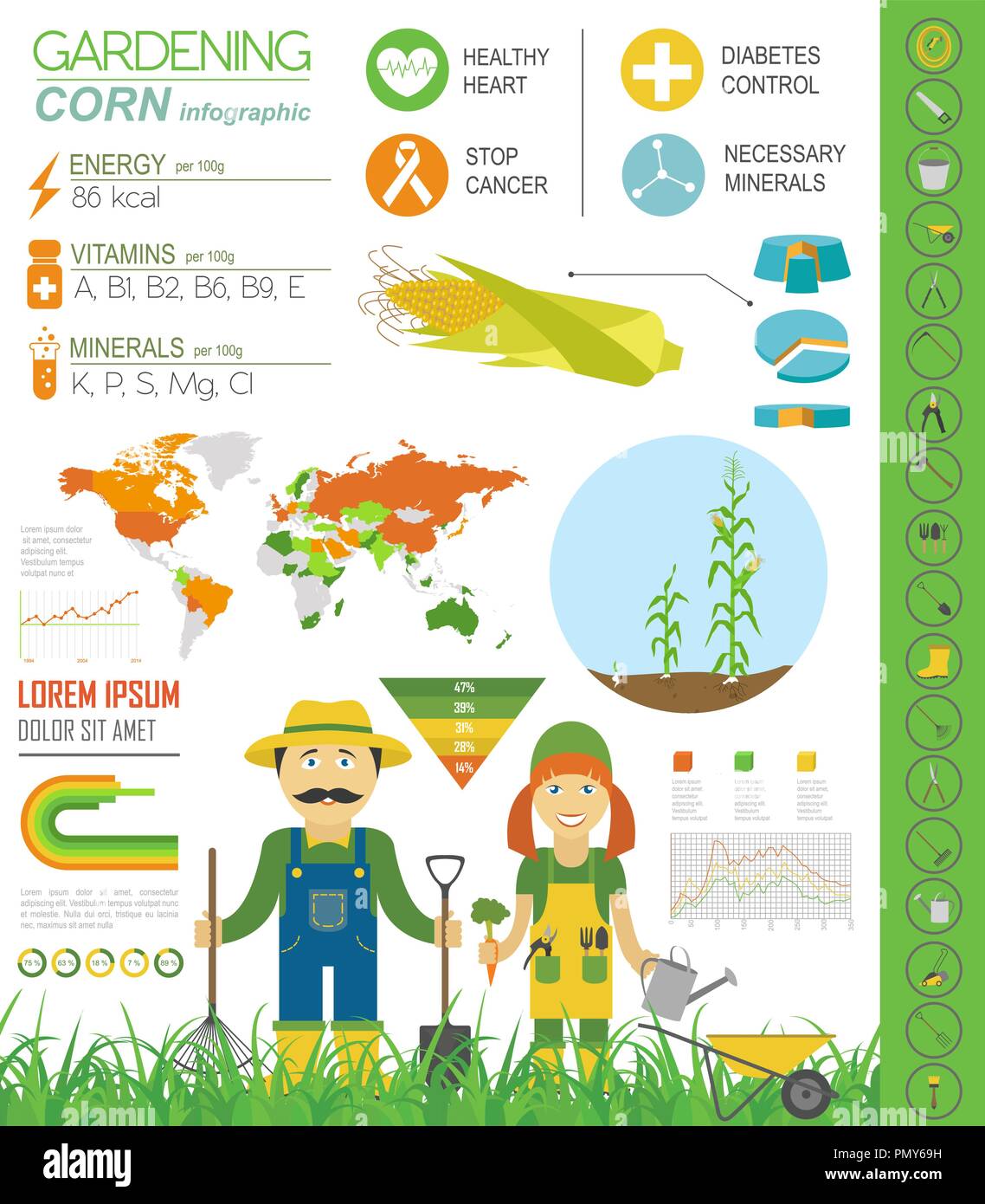 Gardening work, farming infographic. Corn. Graphic template. Flat style ...