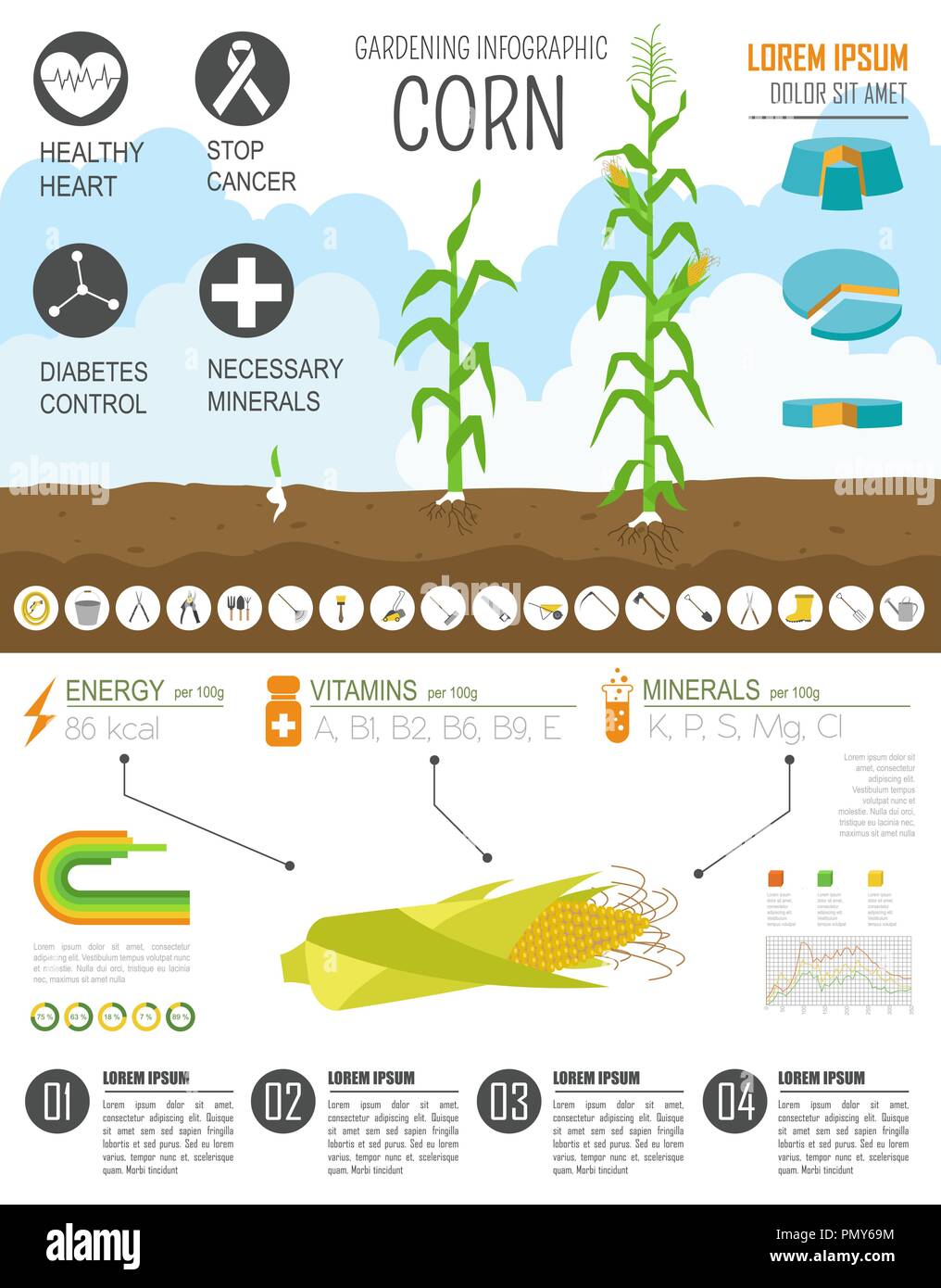 Gardening work, farming infographic. Corn. Graphic template. Flat style ...