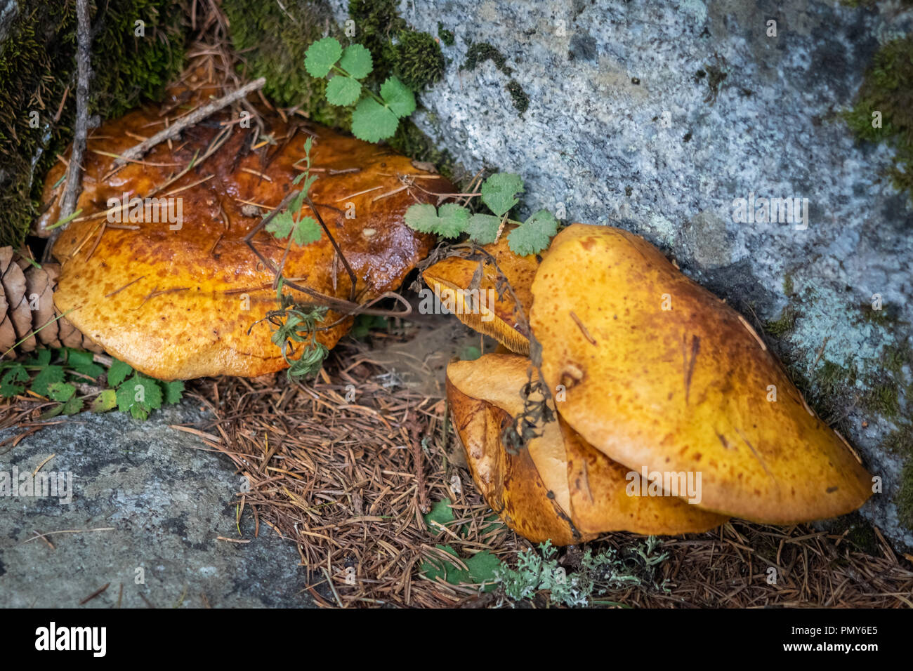A mushroom, or toadstool, is the fleshy, spore-bearing fruiting body of ...