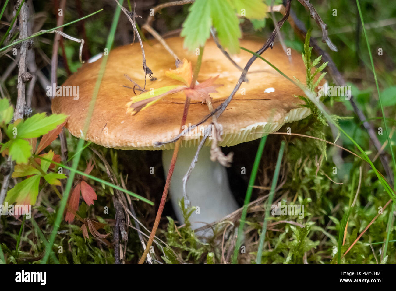 A mushroom, or toadstool, is the fleshy, spore-bearing fruiting body of ...