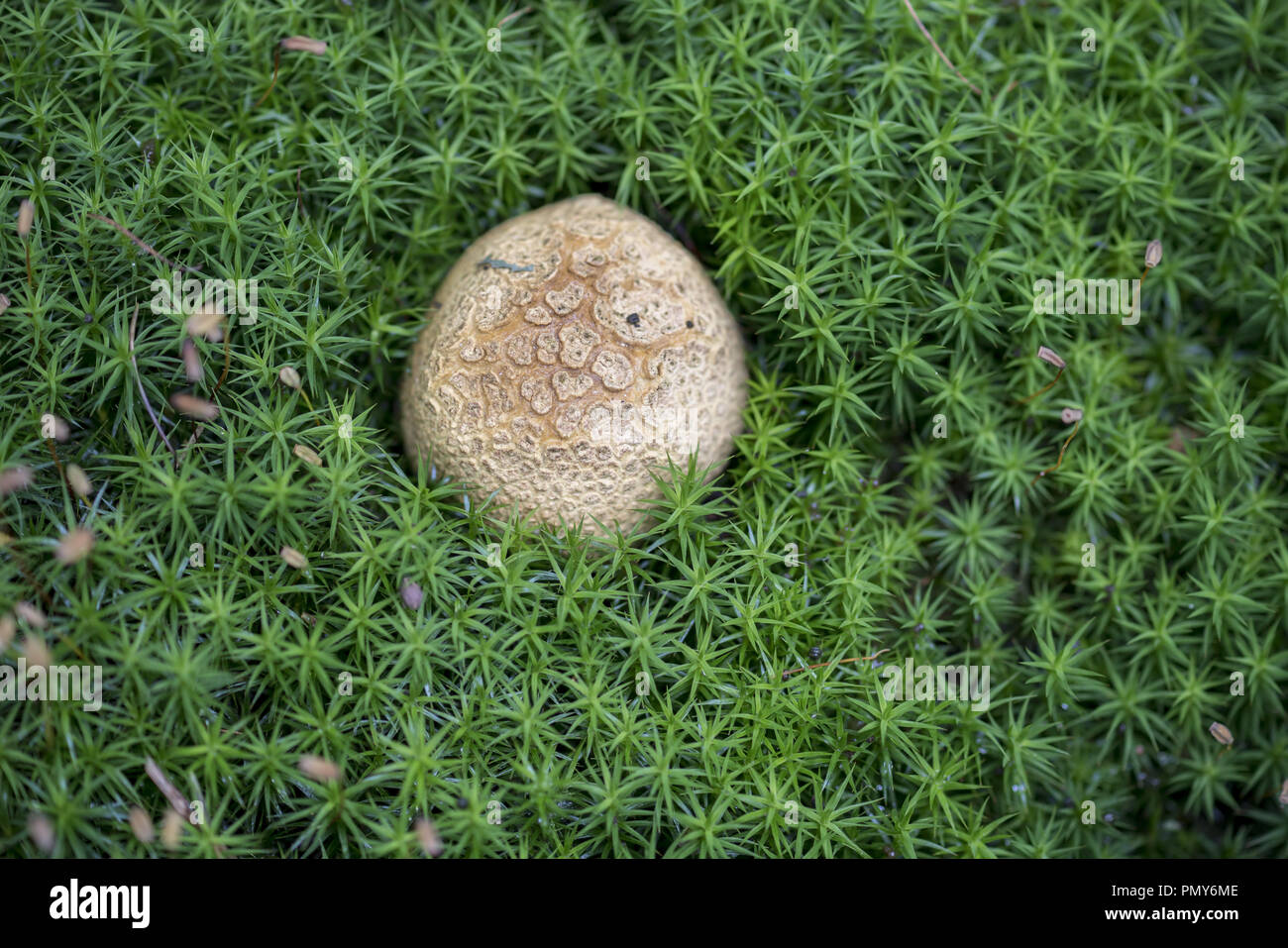 Scleroderma verrucosum is a basidiomycete fungus and a member of the ...