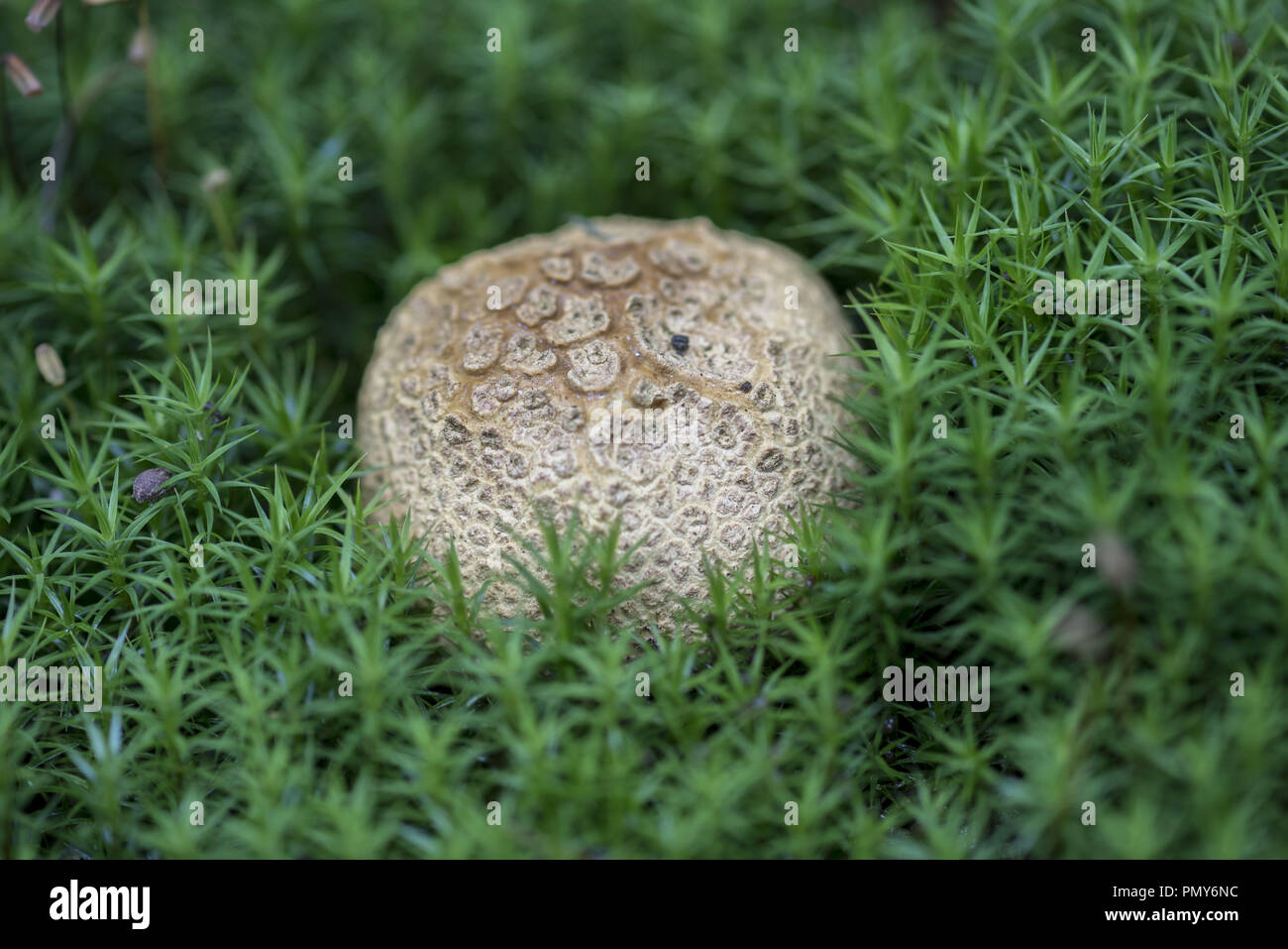 Scleroderma verrucosum is a basidiomycete fungus and a member of the ...