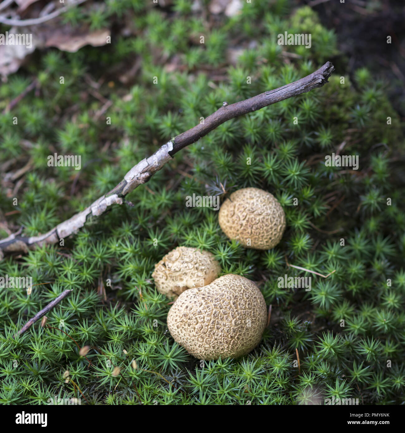 Scleroderma verrucosum is a basidiomycete fungus and a member of the ...