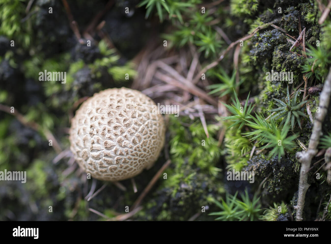 Scleroderma verrucosum is a basidiomycete fungus and a member of the ...